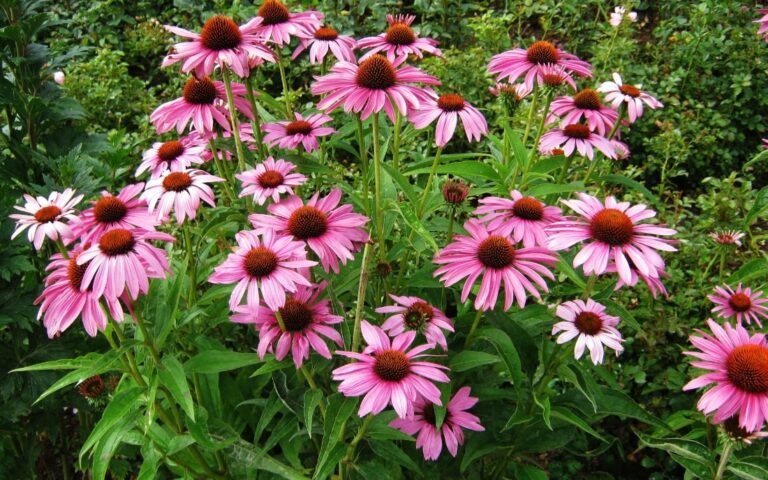 How to Grow Coneflower from Seed: A Beginner’s Step-by-Step Guide ...