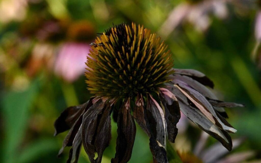 How to Grow Coneflower from Seed: A Beginner’s Step-by-Step Guide ...